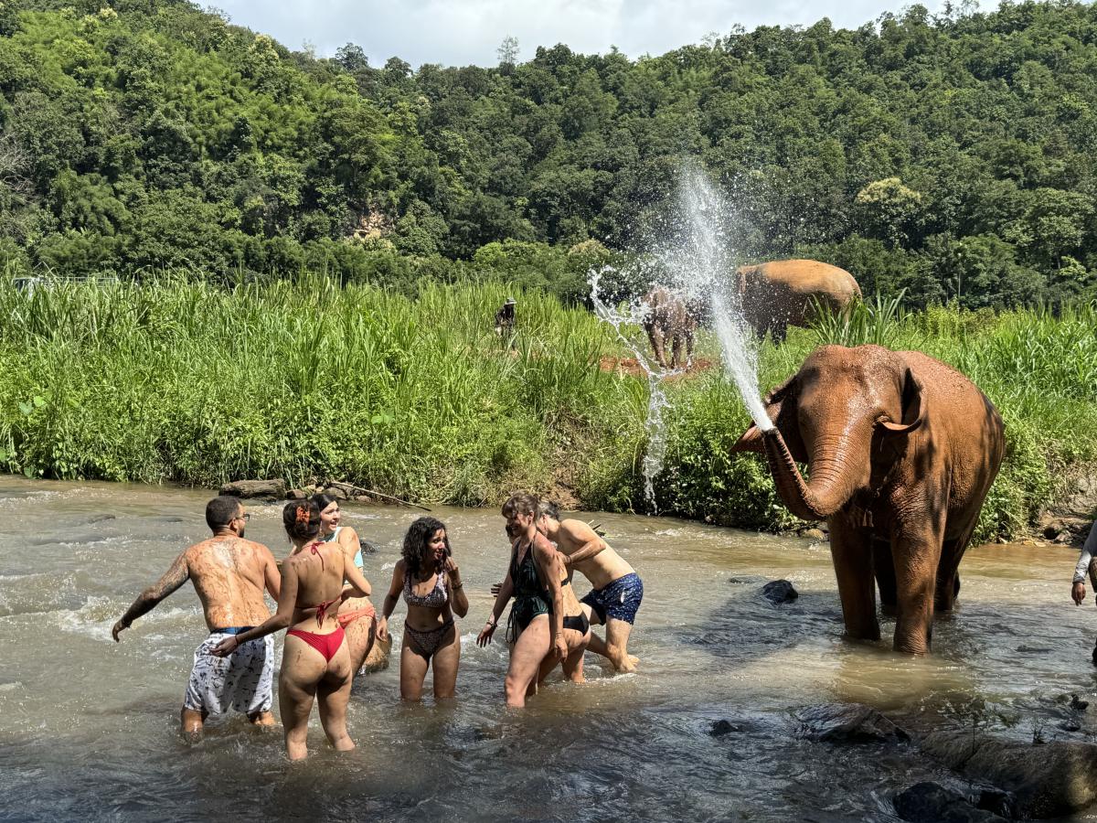 Chiang Mai Morning: Elephant Sanctuary & Waterfall Tour : Elephant ChiangMai Thailand Elephant ...